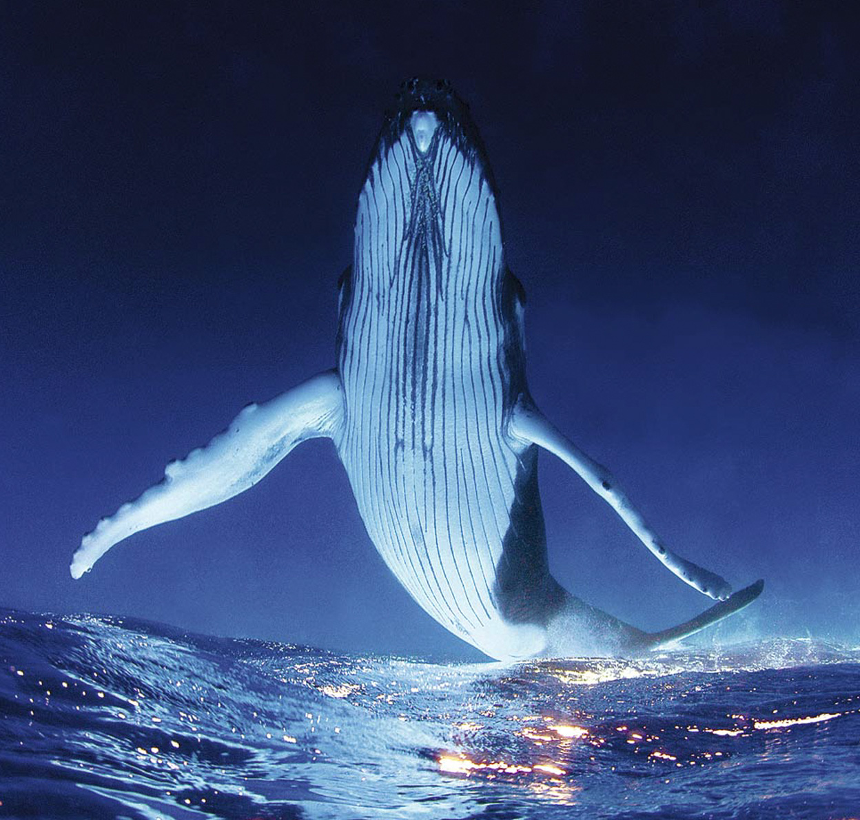 Las ballenas jorobadas: otra víctima del clima