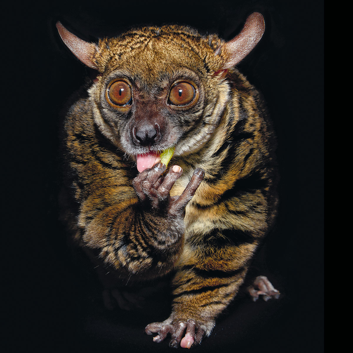 Cómo son los animales nocturnos